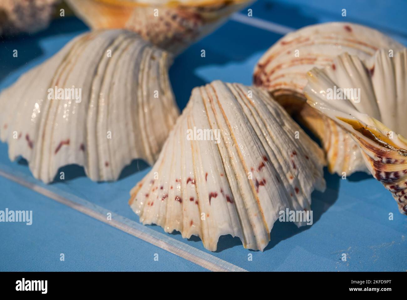 Conch specimens of large marine shells in various shapes Stock Photo ...