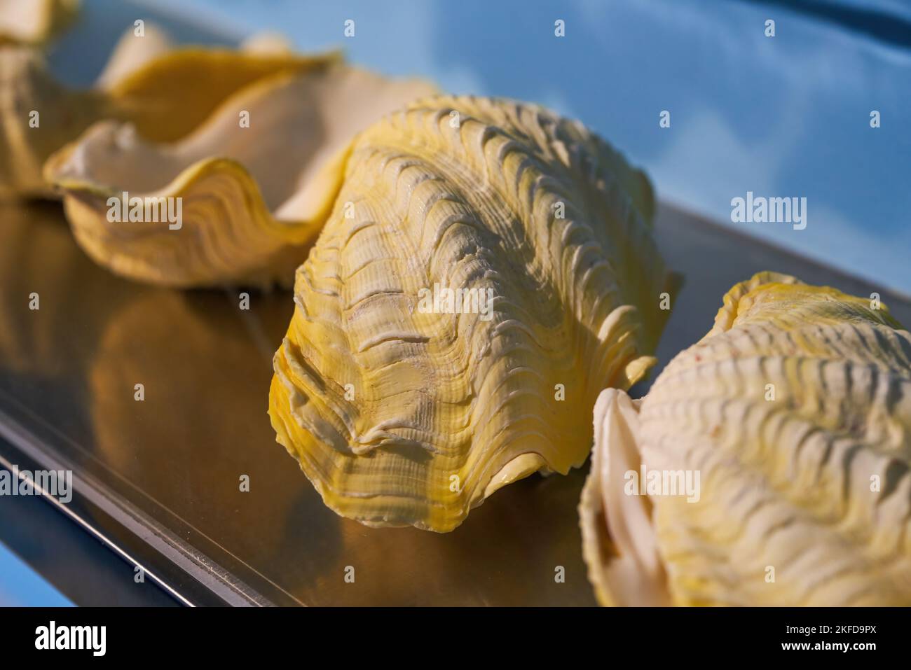 Various spiral shell specimens hi-res stock photography and images - Alamy