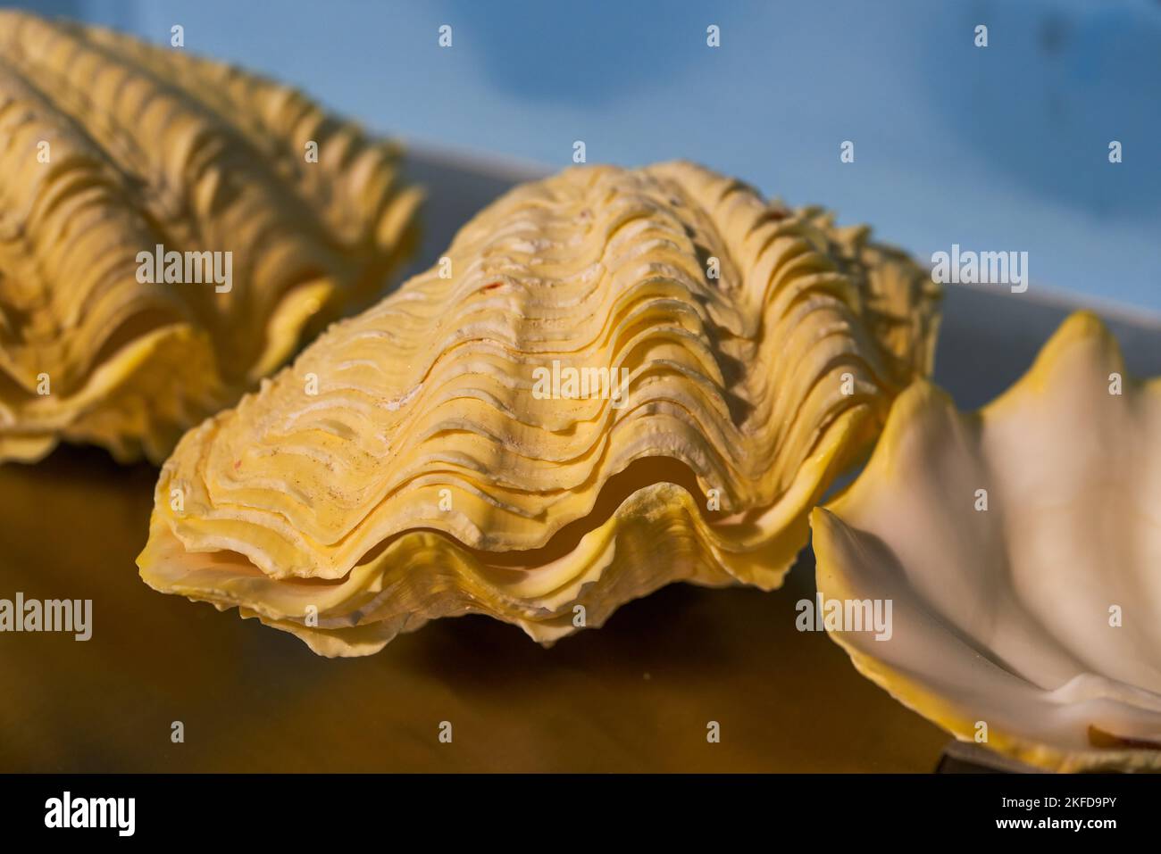 Various shell specimens hi-res stock photography and images - Alamy
