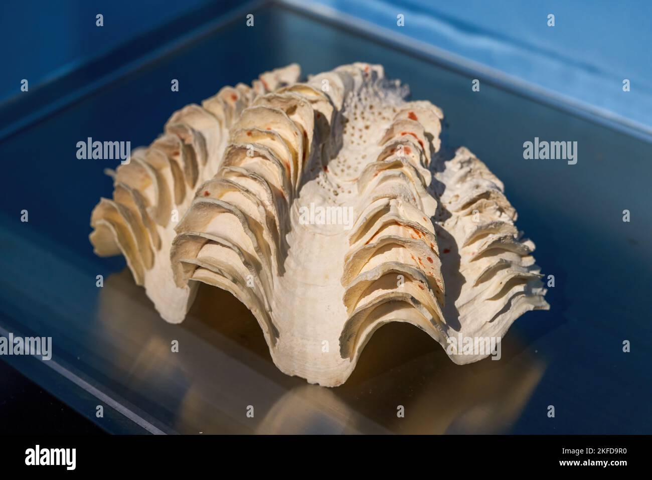 Various spiral shell specimens hi-res stock photography and images - Alamy