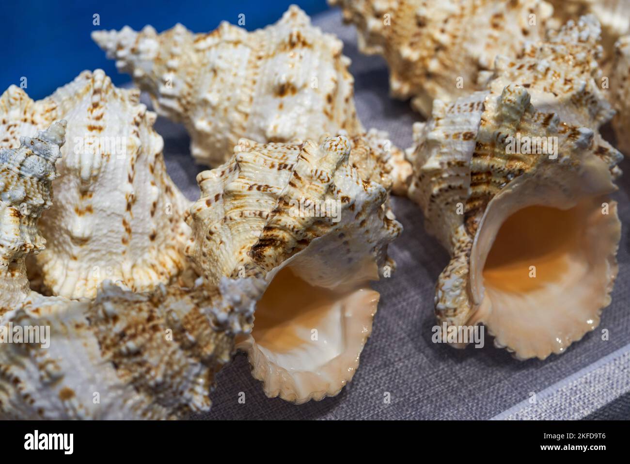 Conch specimens of large marine shells in various shapes Stock Photo ...