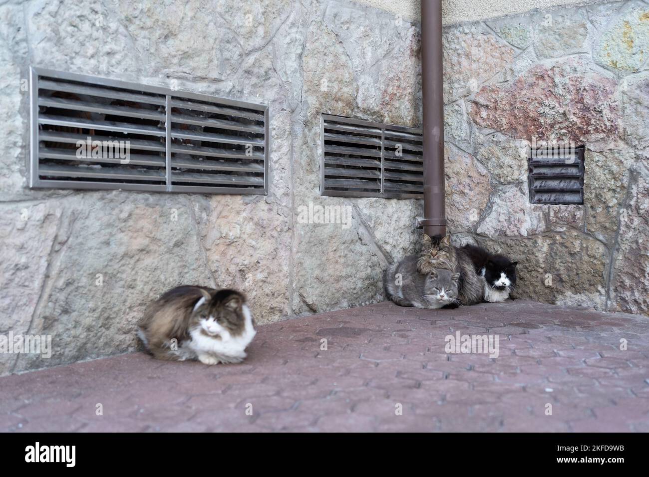 Four fluffy cats huddle against wall with ventilation outside in cold ...