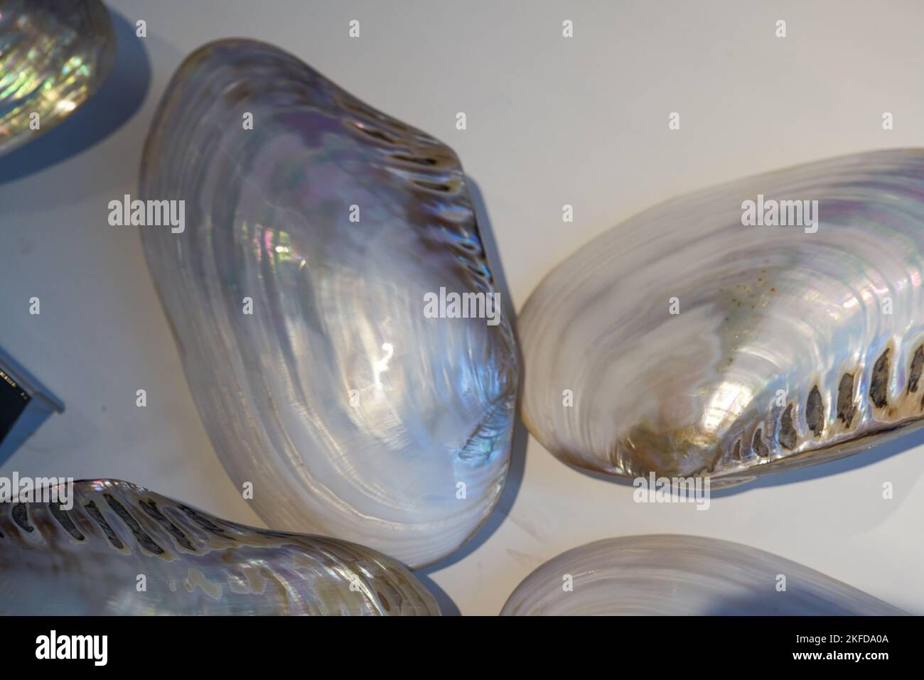 Various shell specimens hi-res stock photography and images - Alamy