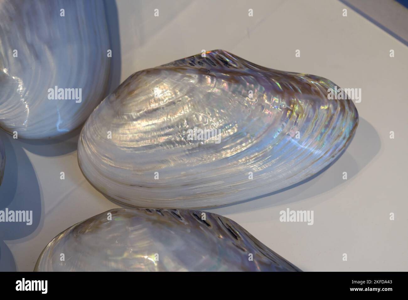 Conch specimens of large marine shells in various shapes Stock Photo ...