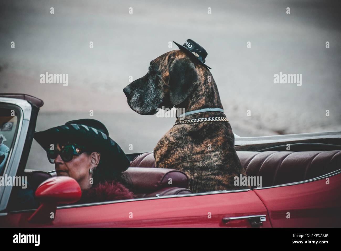 A woman driving a retro car with her boxer dog at a cruising event with ...