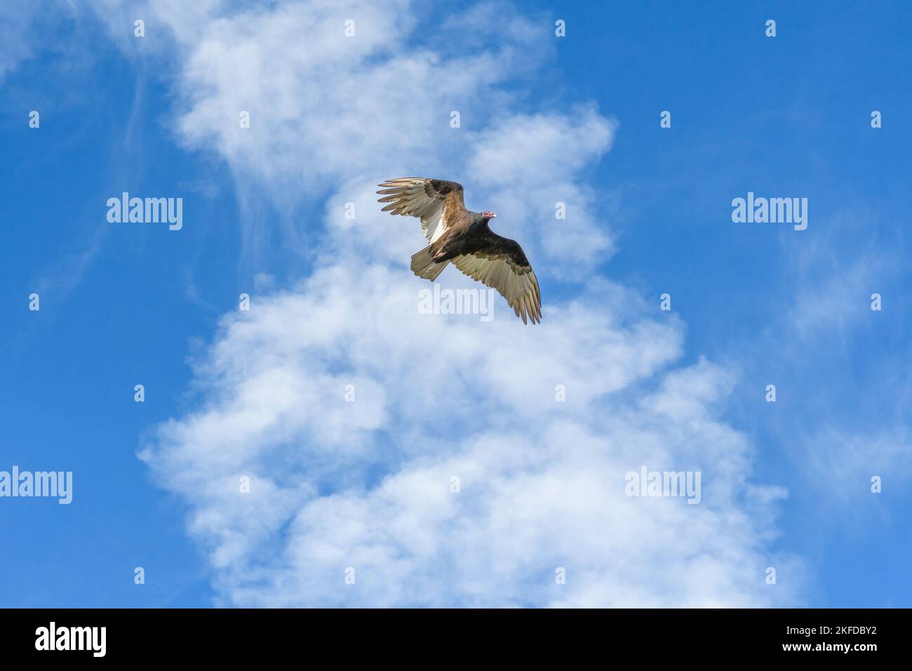 Turkey vulture soaring above with puffy clouds and blue sky background ...