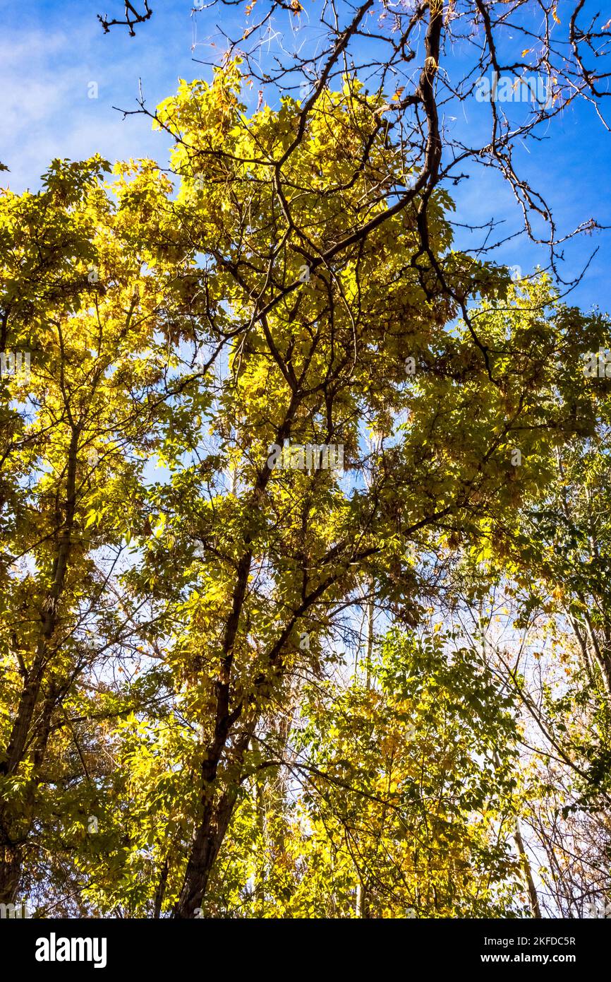 Autumn treetops hi-res stock photography and images - Alamy