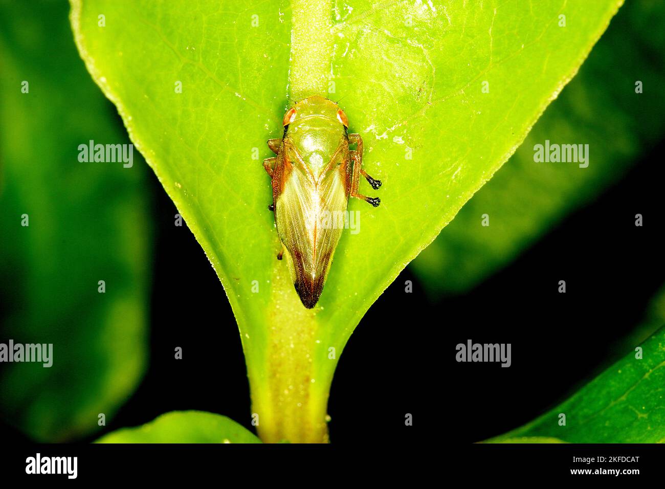 Spittlebug hi-res stock photography and images - Alamy