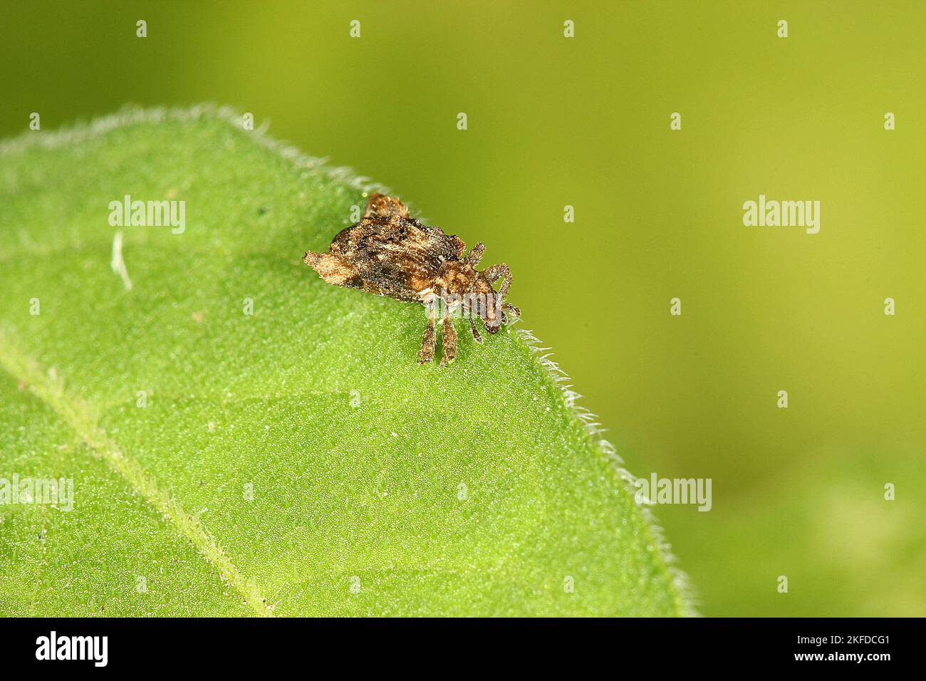 Bush weevil (Pactola sp Stock Photo - Alamy