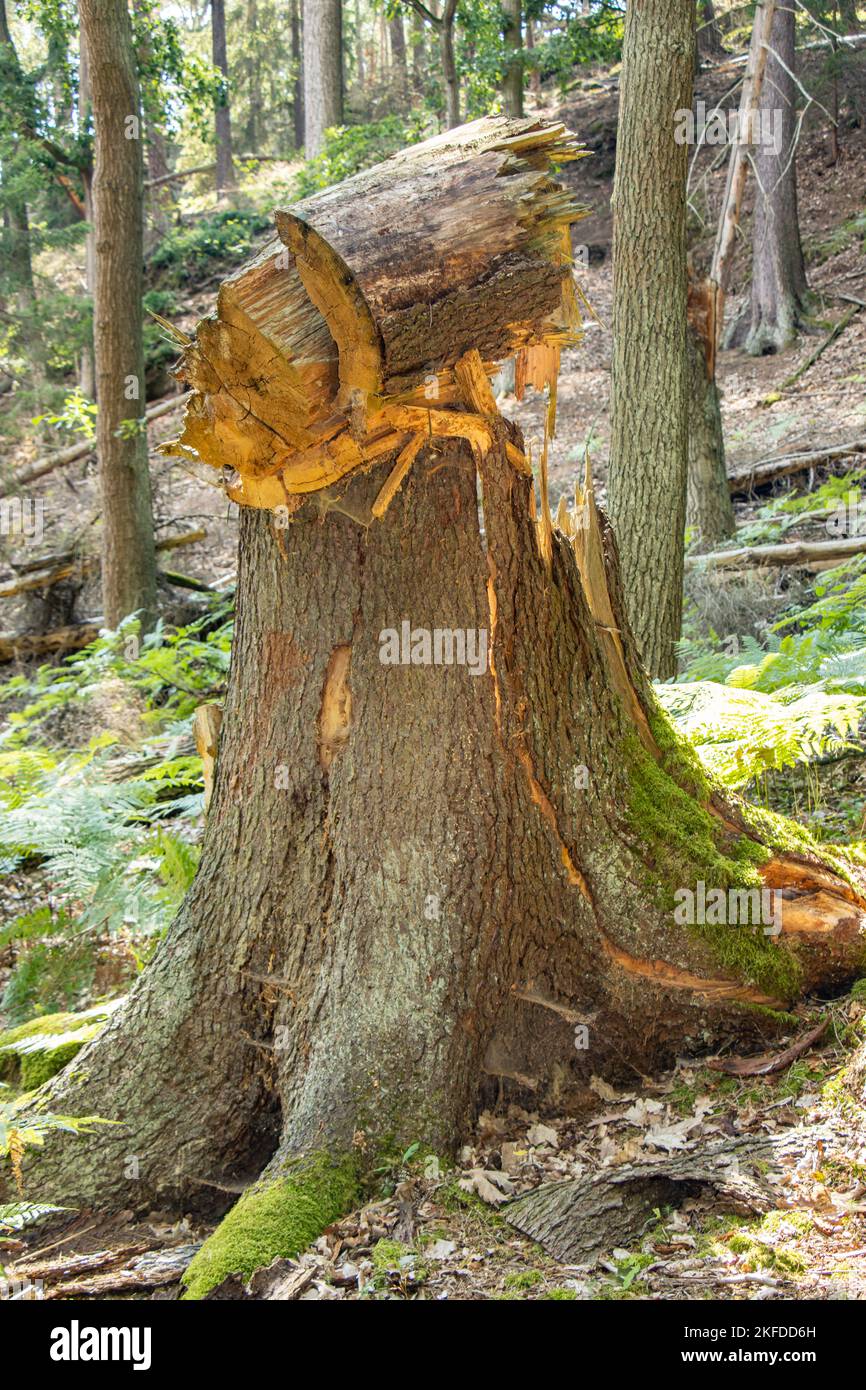 Big tree stump in the forest Stock Photo - Alamy