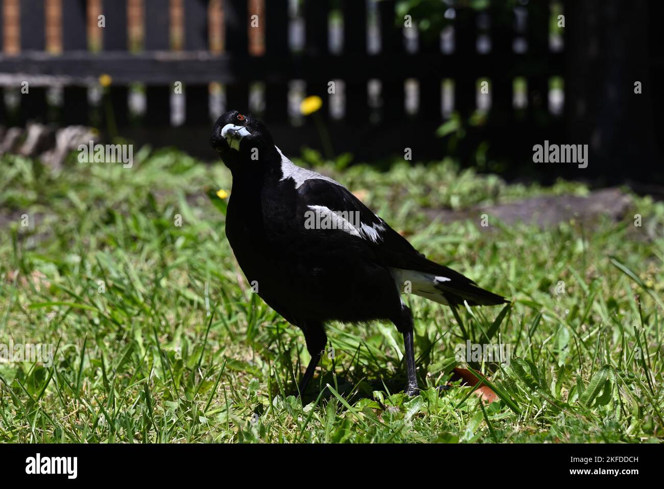 Female Australian magpie standing on grass in a suburban yard, looking ...