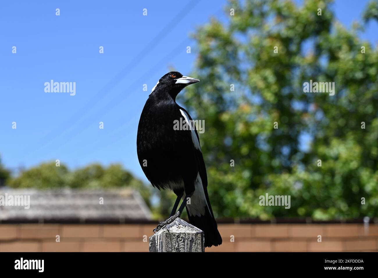 Male Australia magpie perched atop a wooden fence post in a suburban ...