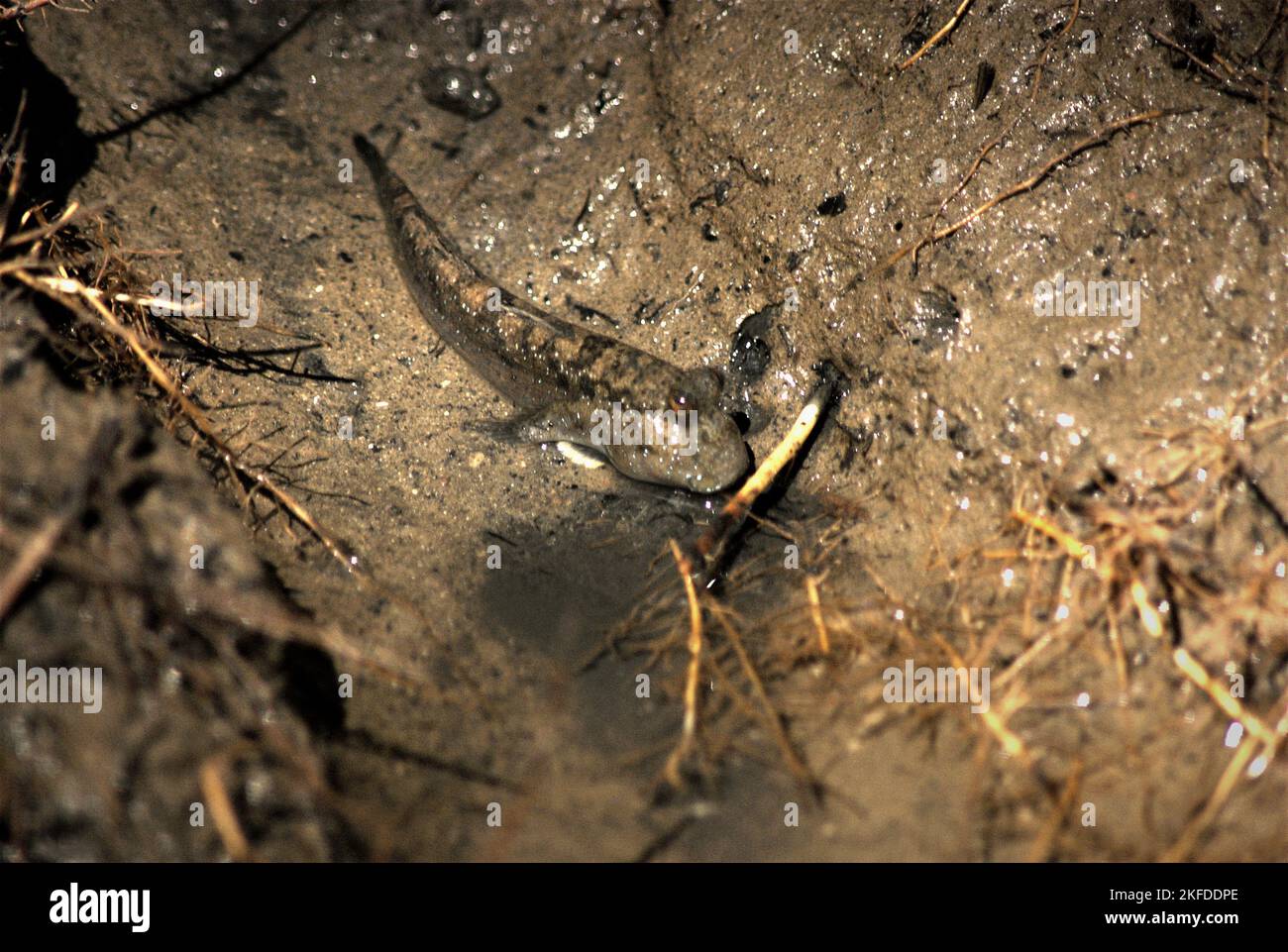 A mudskipper that is spotted on the mud close to nipa palms on the side ...