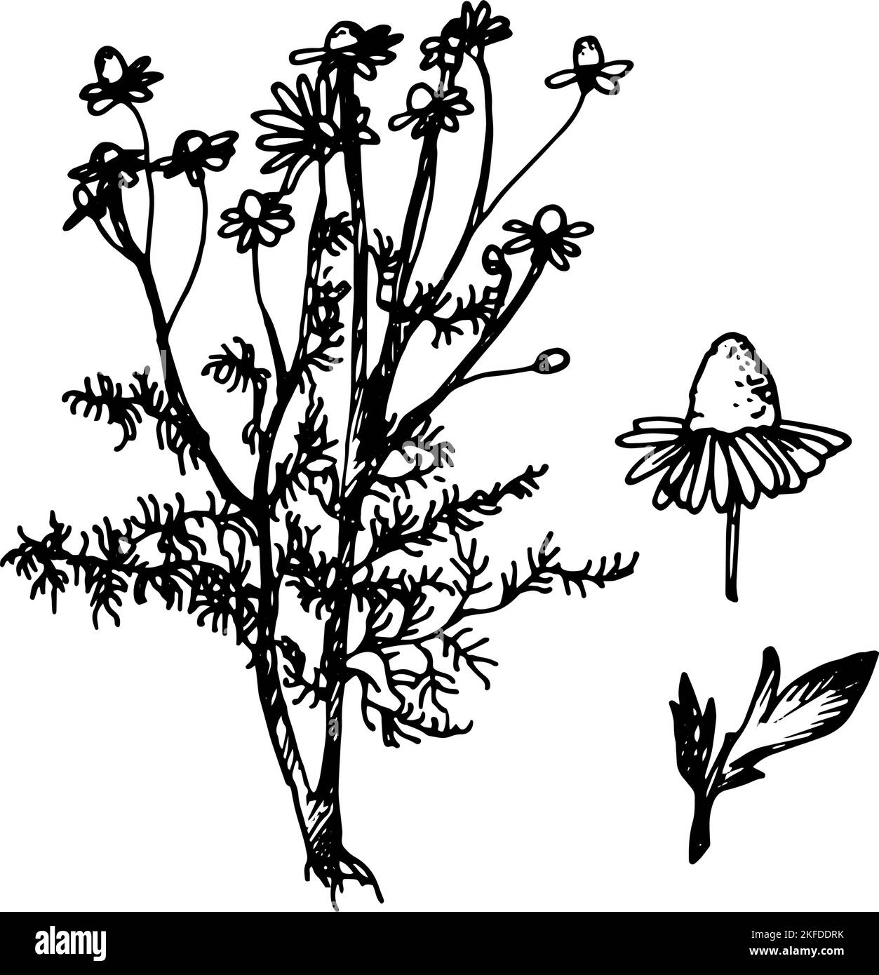 Matricaria vector vectors hi-res stock photography and images - Alamy