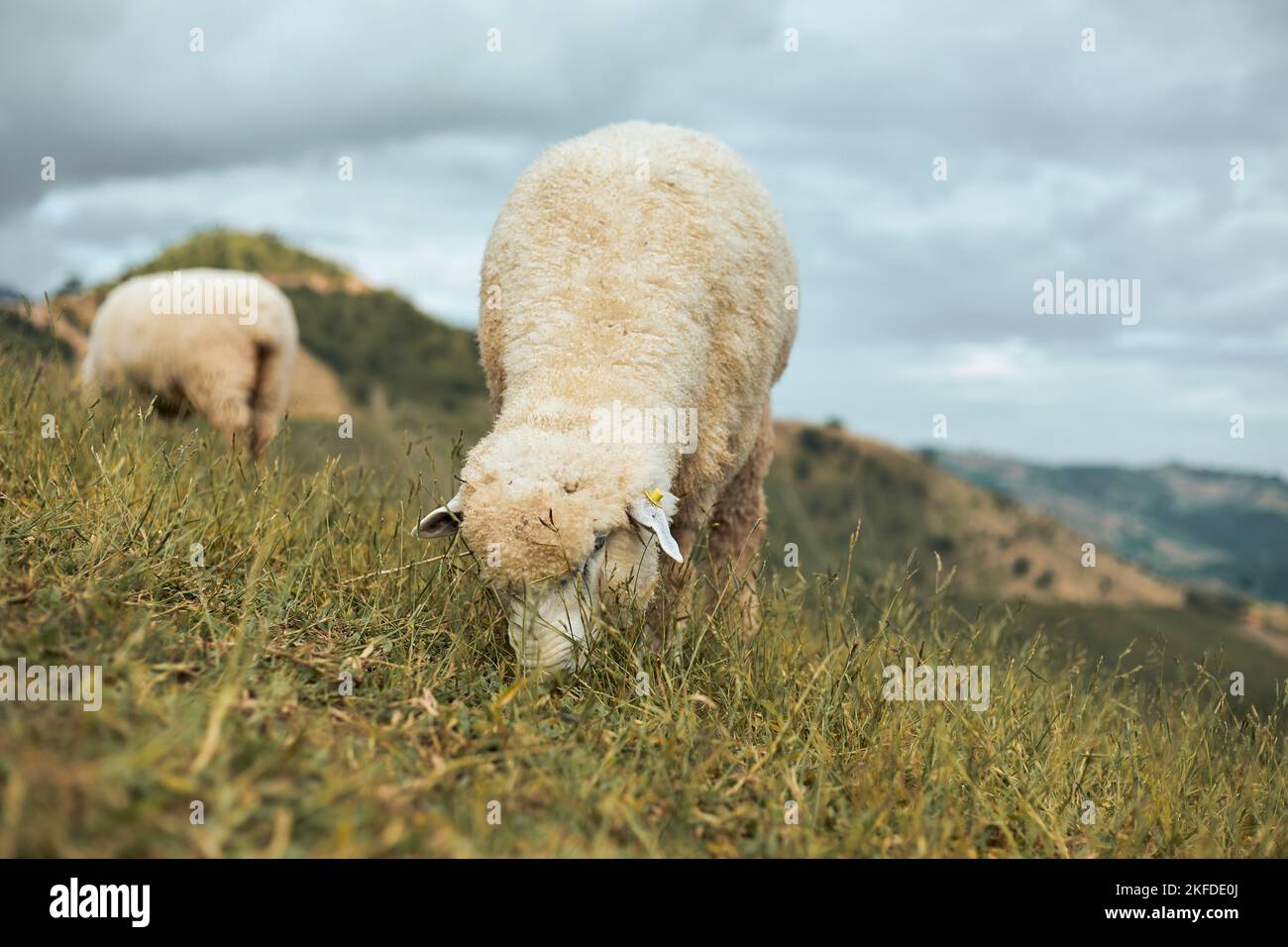 sheep on mountain in rural Thailand Stock Photo - Alamy