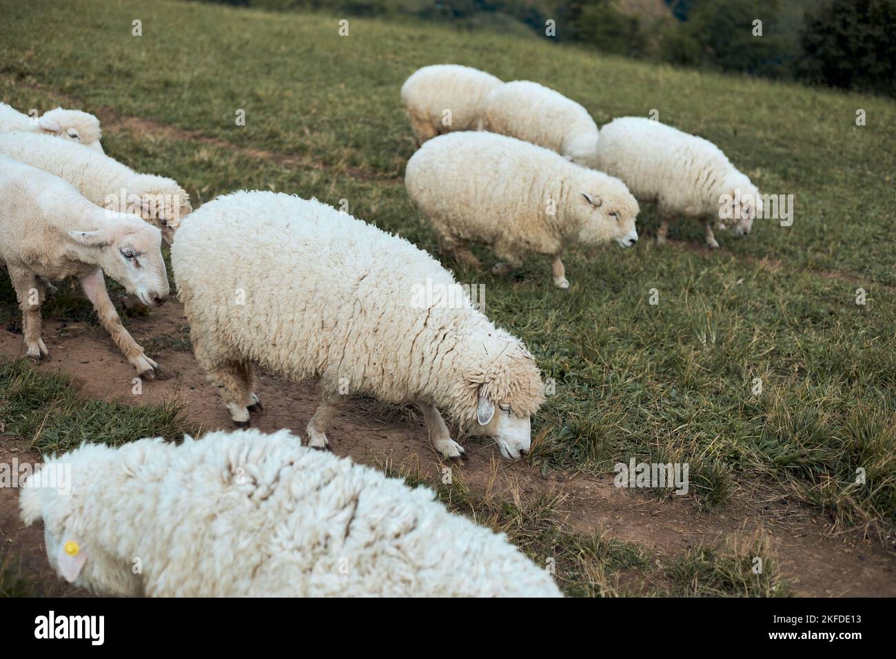 sheep on mountain in rural Thailand Stock Photo - Alamy