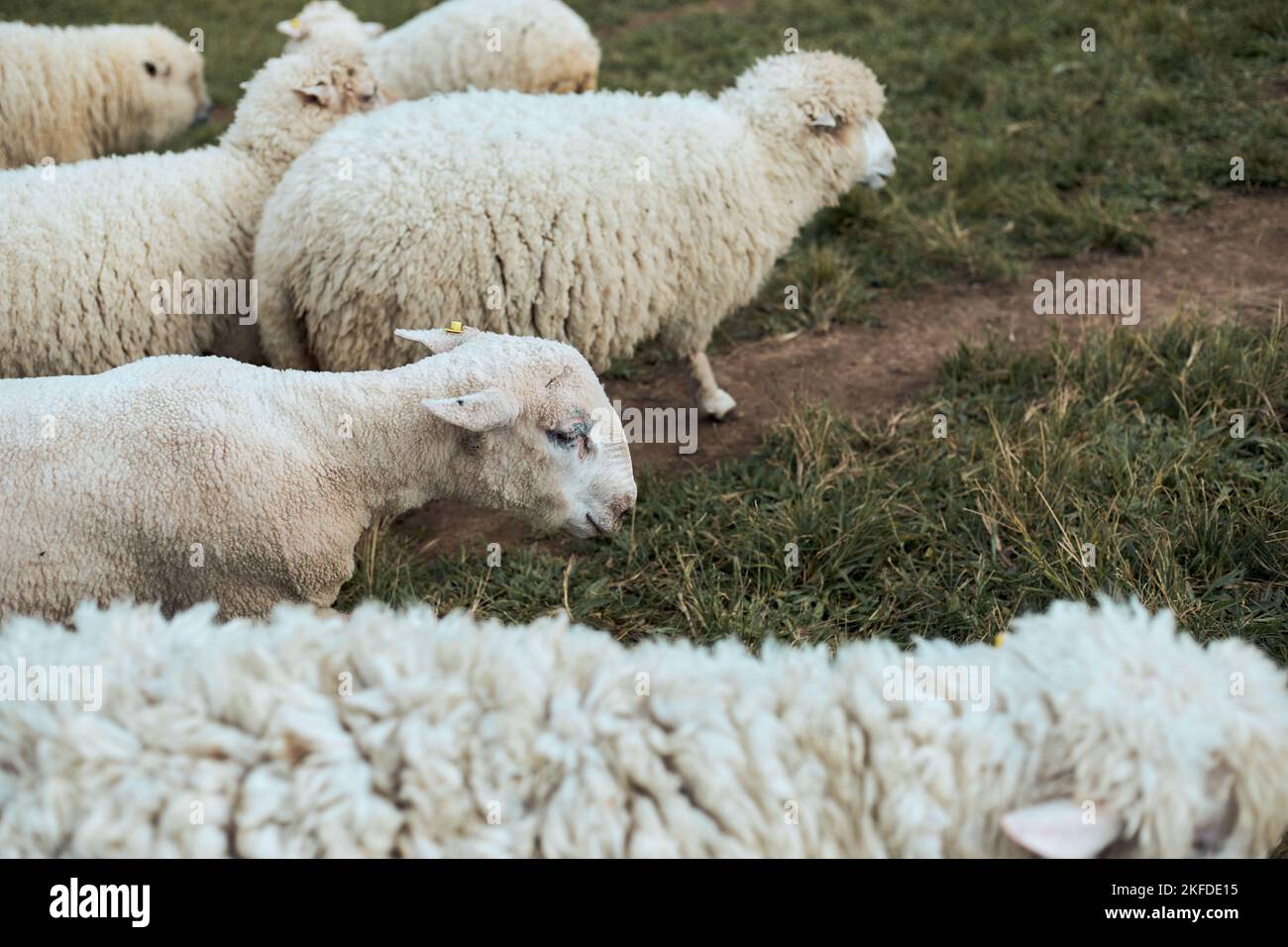 sheep on mountain in rural Thailand Stock Photo - Alamy