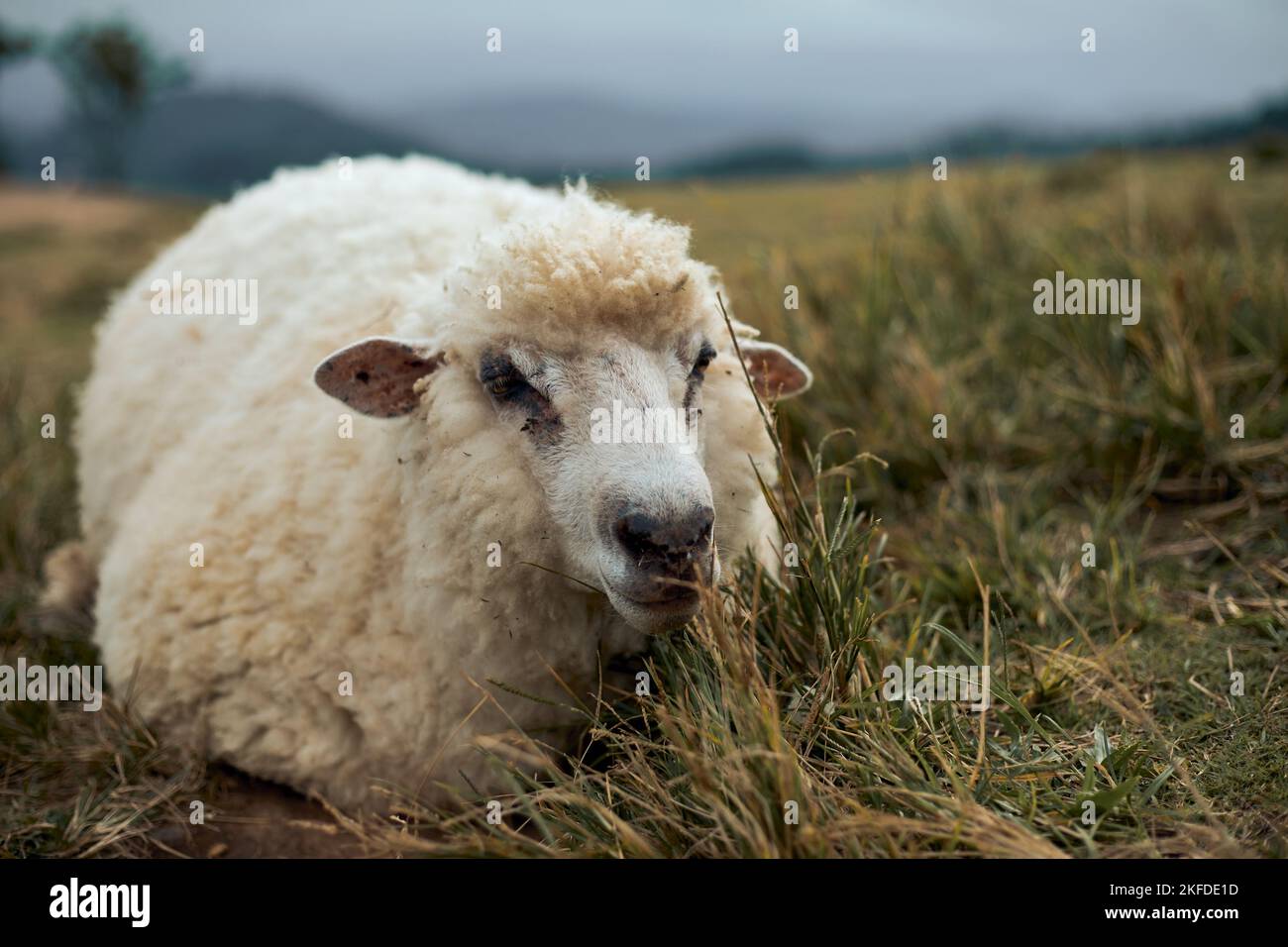 sheep on mountain in rural Thailand Stock Photo - Alamy