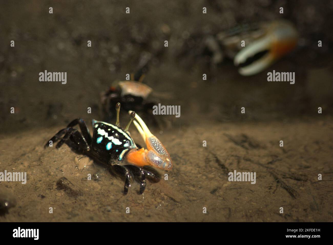 Tiny fiddler crabs on Cigenter river, Handeuleum Island, Ujung Kulon ...