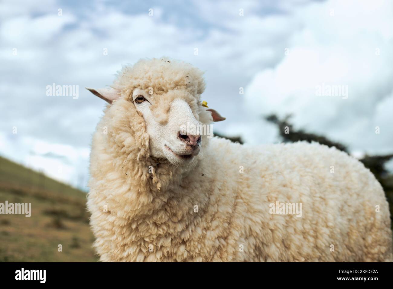 sheep on mountain in rural Thailand Stock Photo - Alamy