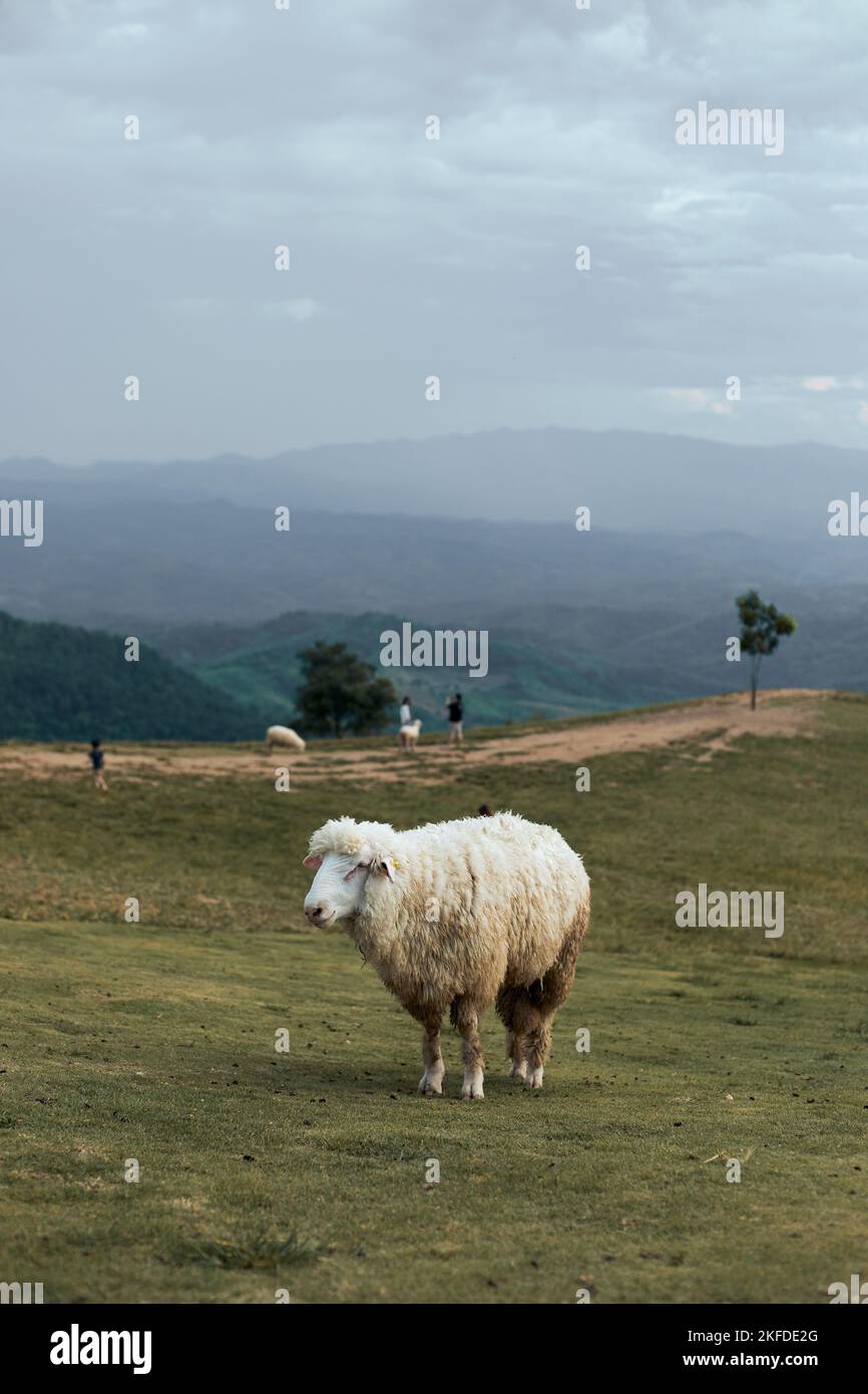 sheep on mountain in rural Thailand Stock Photo - Alamy