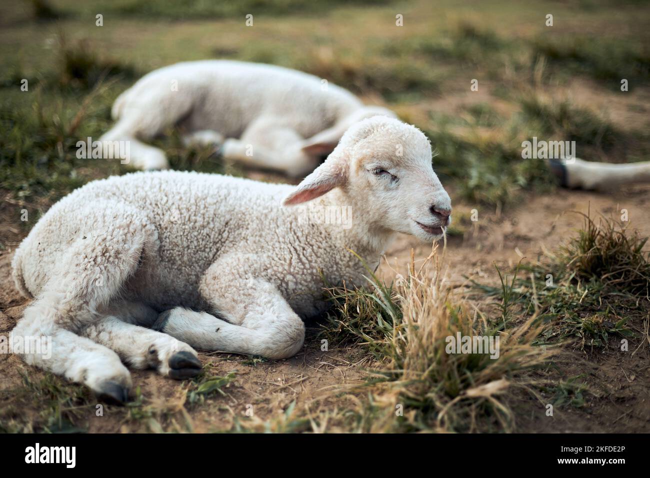 sheep on mountain in rural Thailand Stock Photo - Alamy