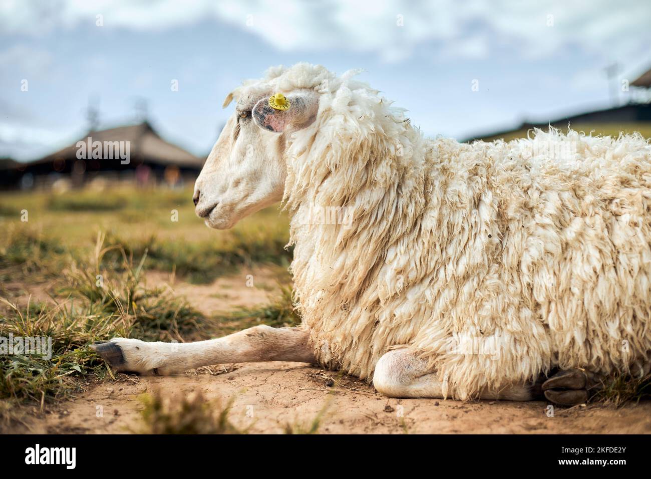 sheep on mountain in rural Thailand Stock Photo - Alamy