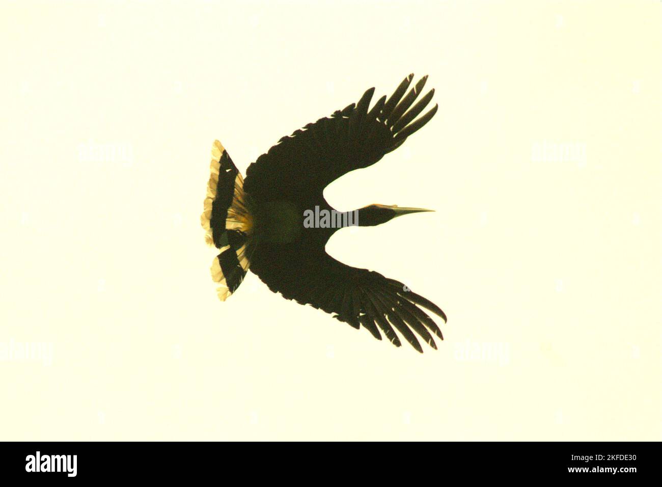 Rhinoceros Hornbill Flying