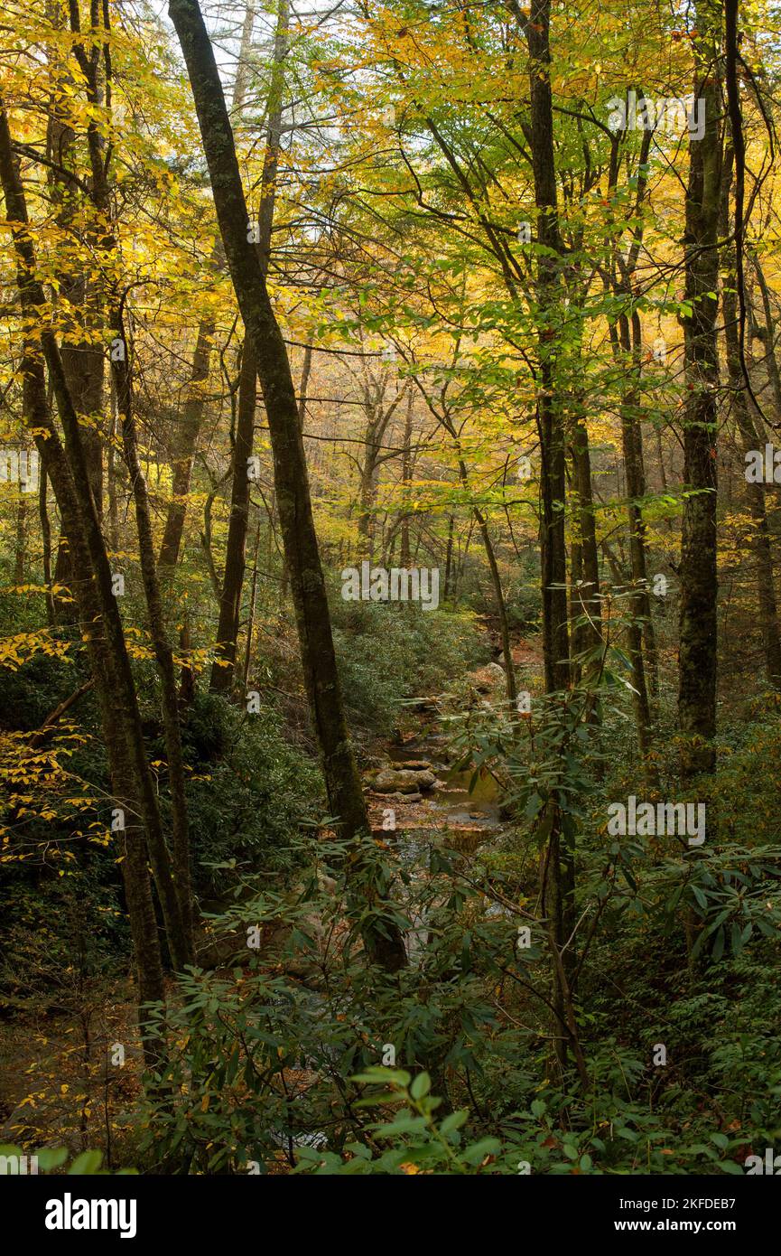 The Appalachian woods in the Pisgah National Forest, North Carolina ...