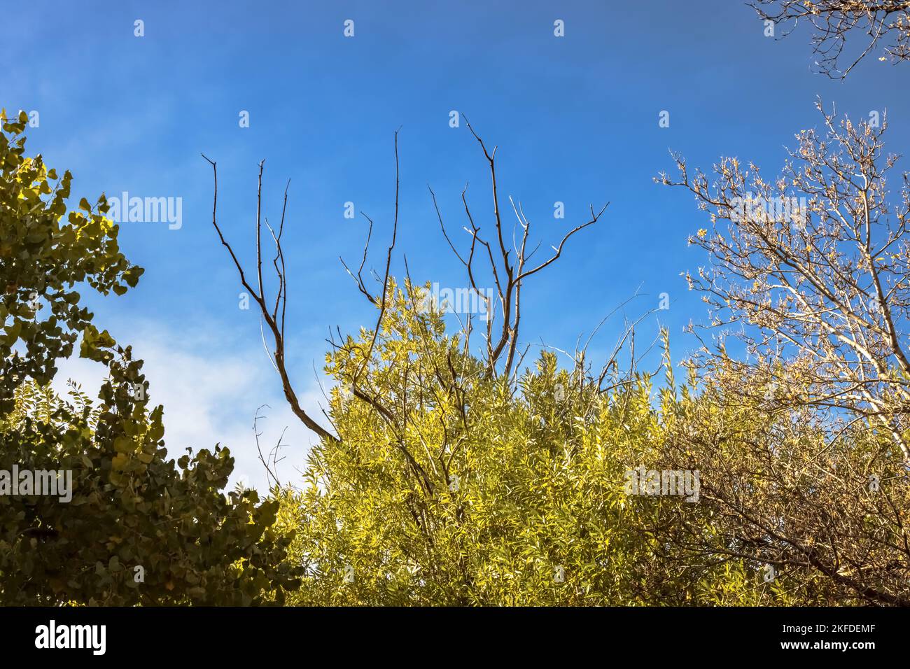 A tree with branches that look like Devil's horns Stock Photo - Alamy