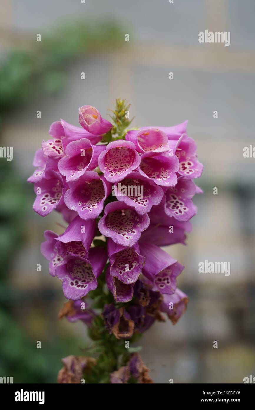 A vertical close-up of a Purple foxglove (Digitalis purpurea) flower in ...