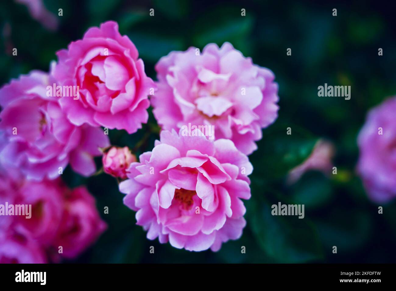 A selective focus of a pink Mexican rose (Portulaca grandiflora) in a ...