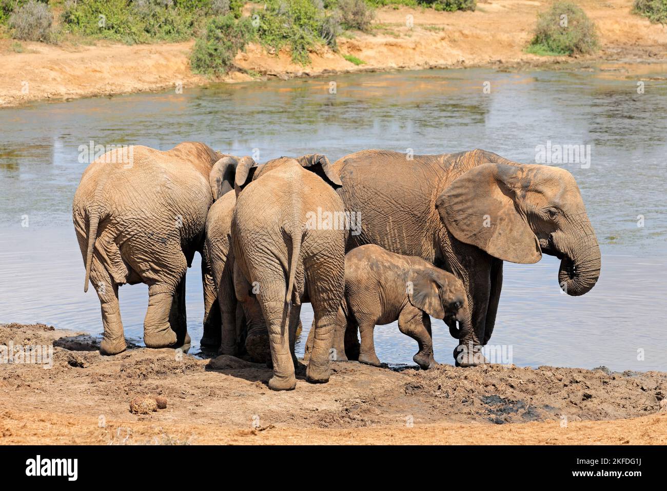 African elephants south africa hi-res stock photography and images - Alamy