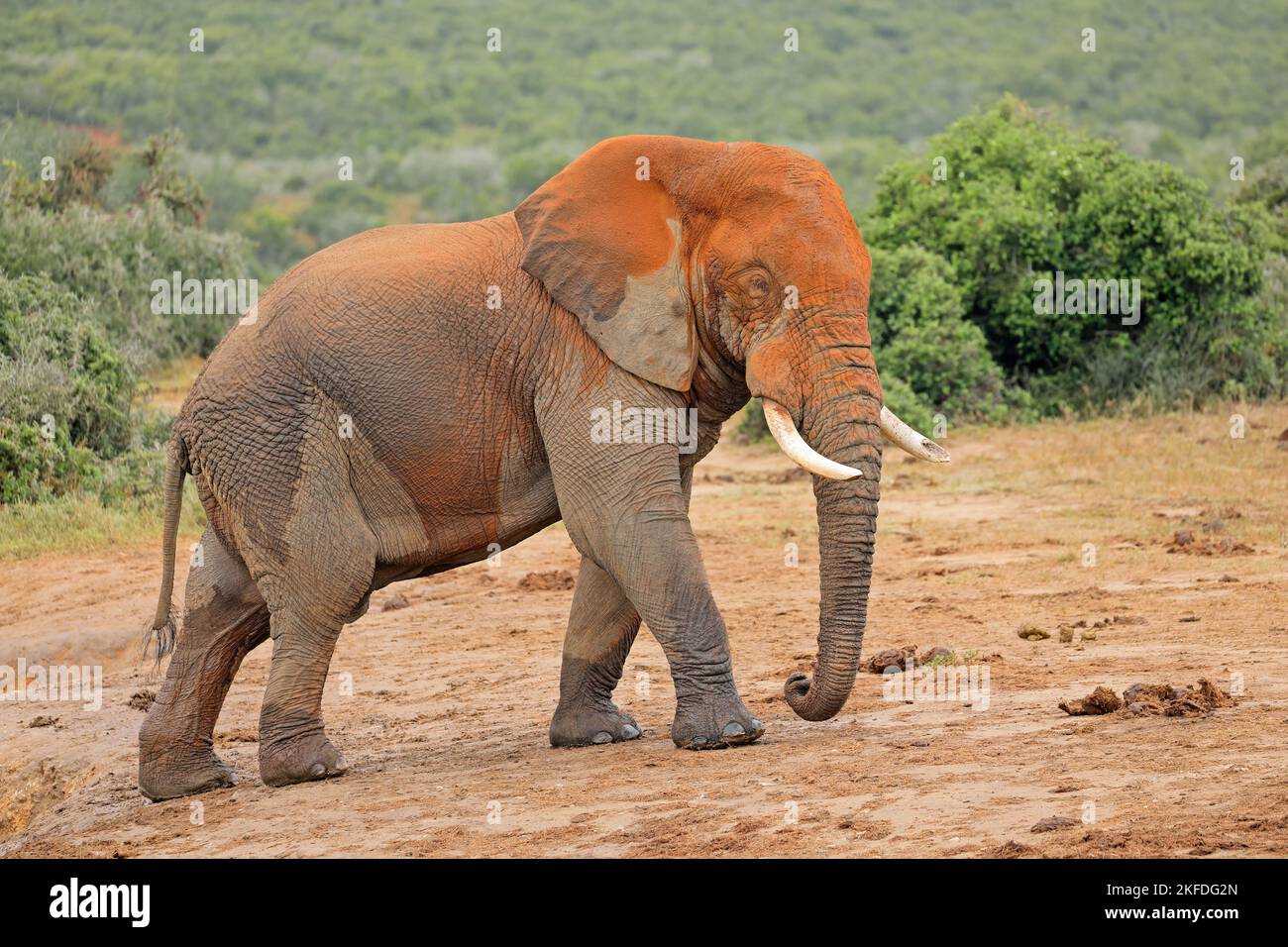A large African bull elephant (Loxodonta africana) covered in red mud ...