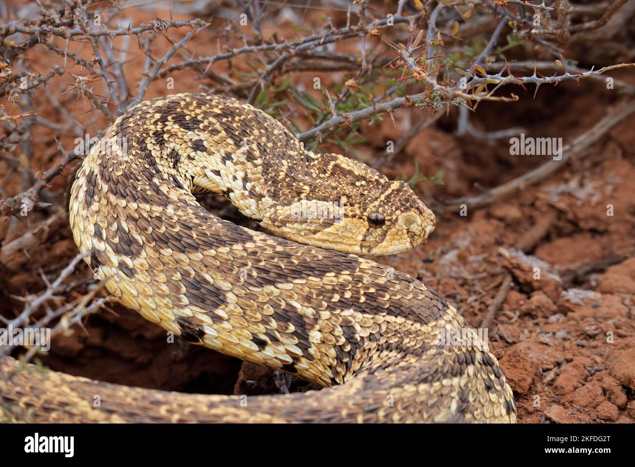 A defensive puff adder (Bitis arietans) in natural habitat, South ...