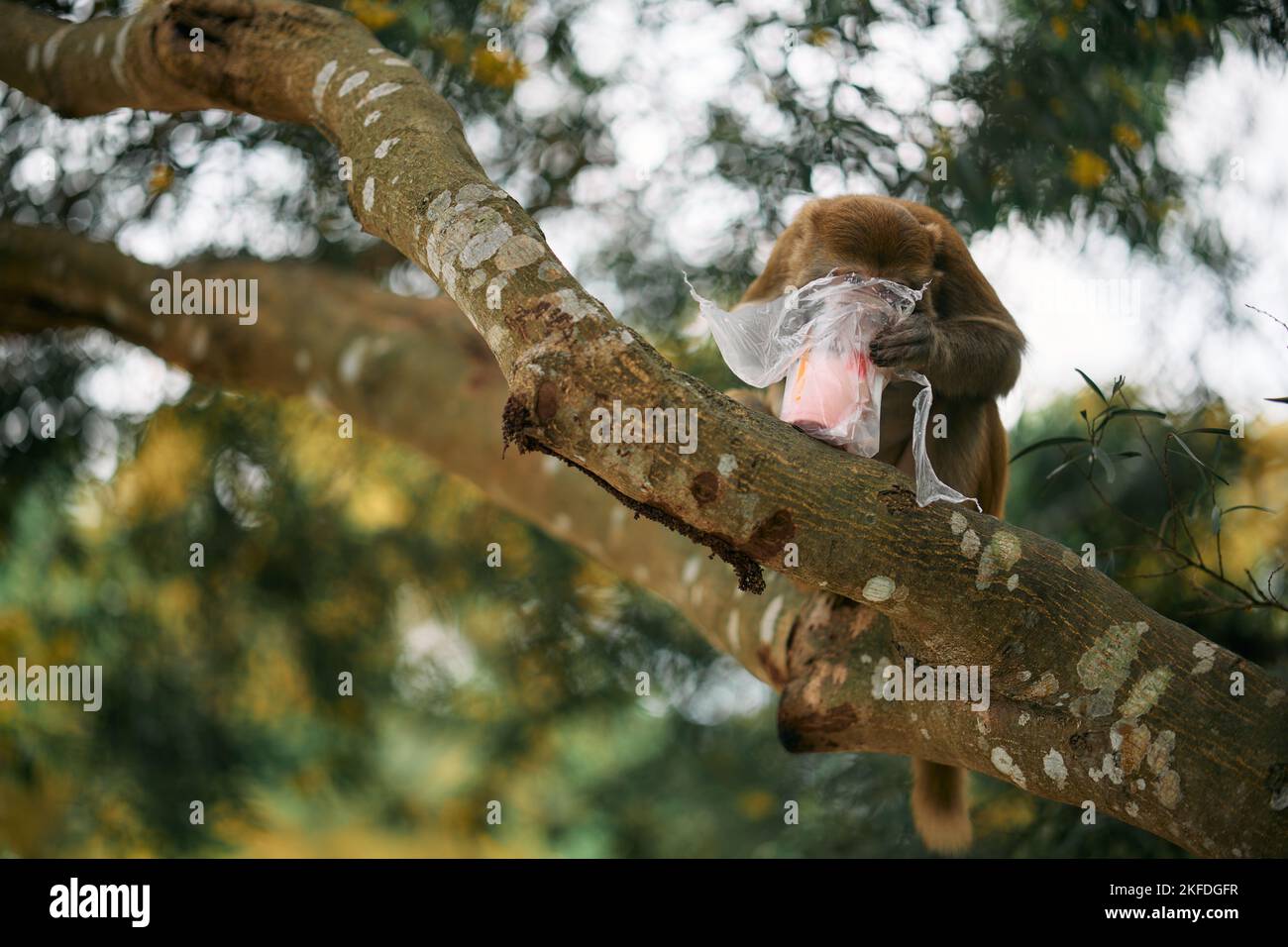 A closeup shot of Rhesus monkey or Macaca mulatta eating garbage in ...