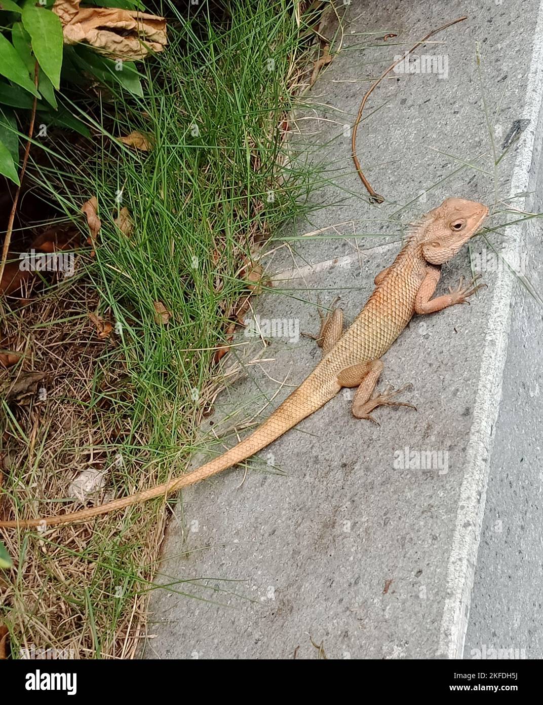 chameleon or yellow iguana in the street. It is a tropical animal Stock ...