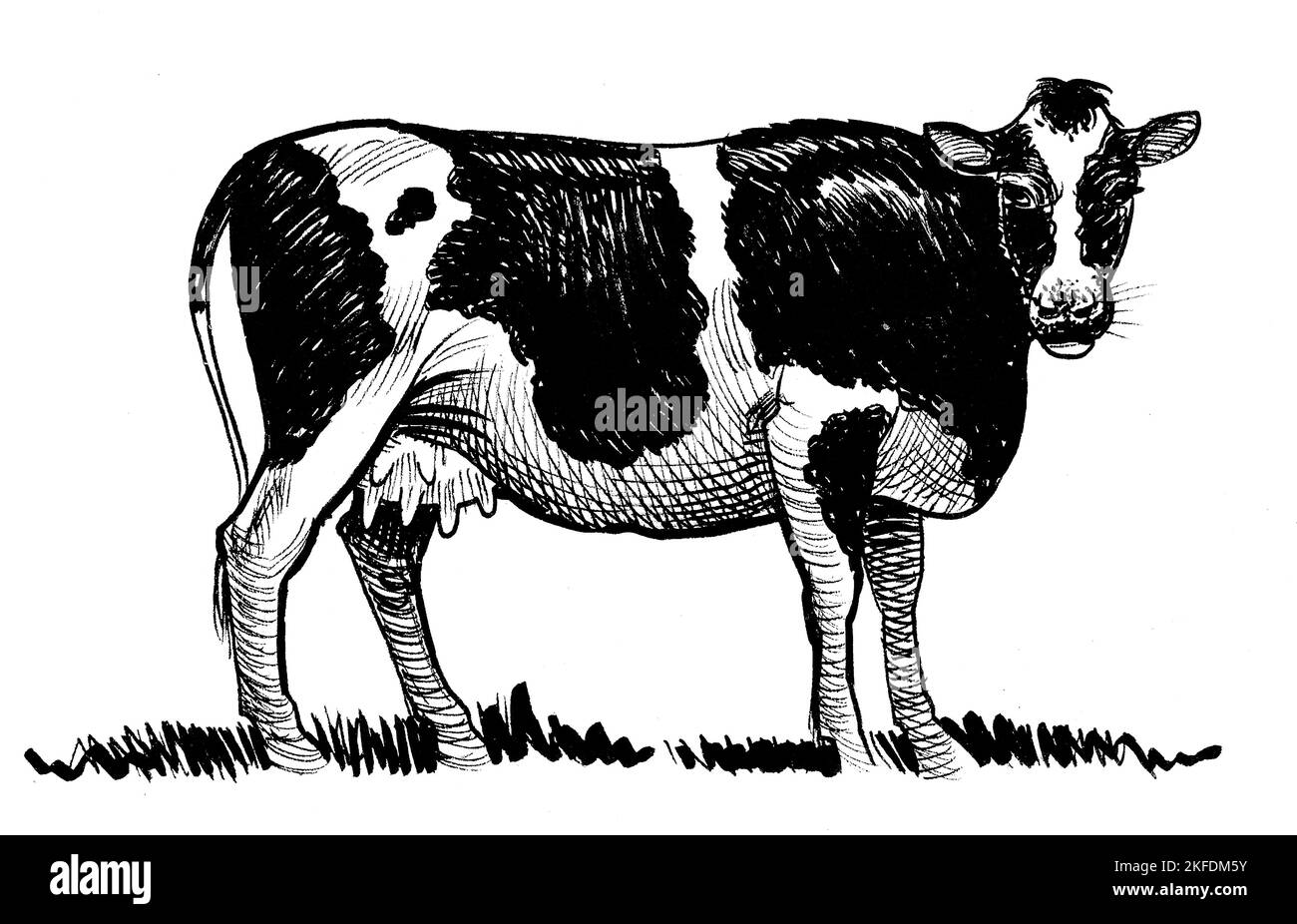 Grazing cow Cut Out Stock Images & Pictures - Alamy