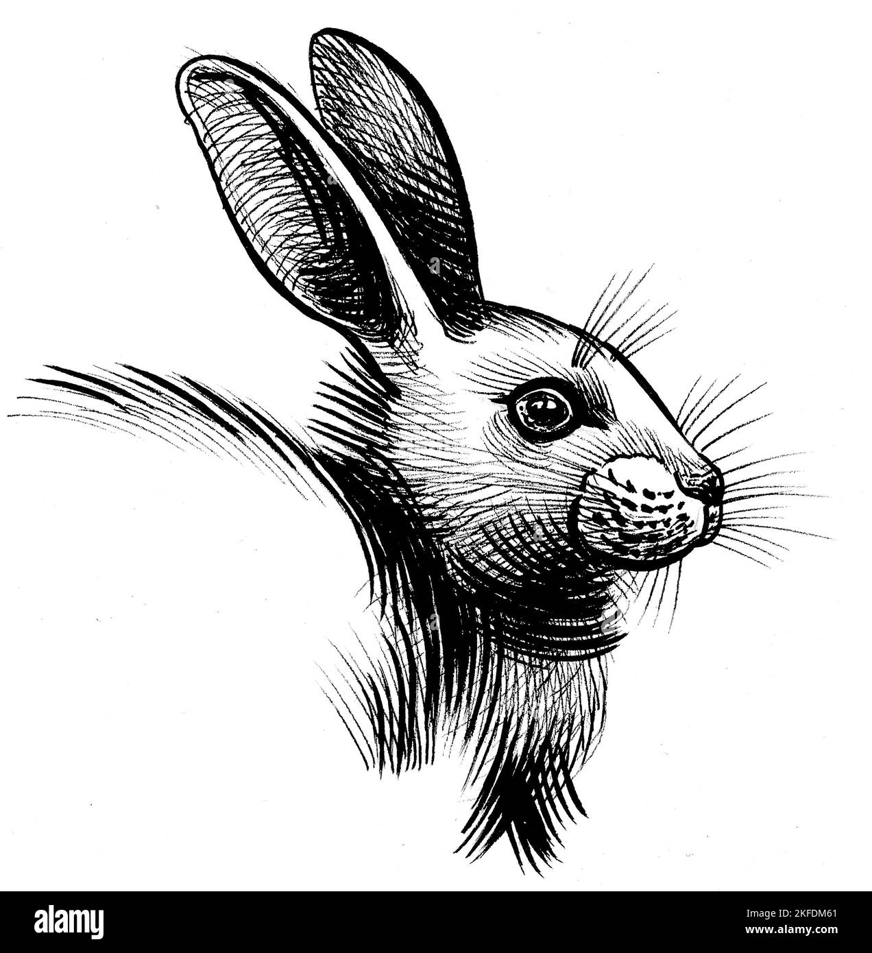 Hare head. Ink black and white drawing Stock Photo - Alamy