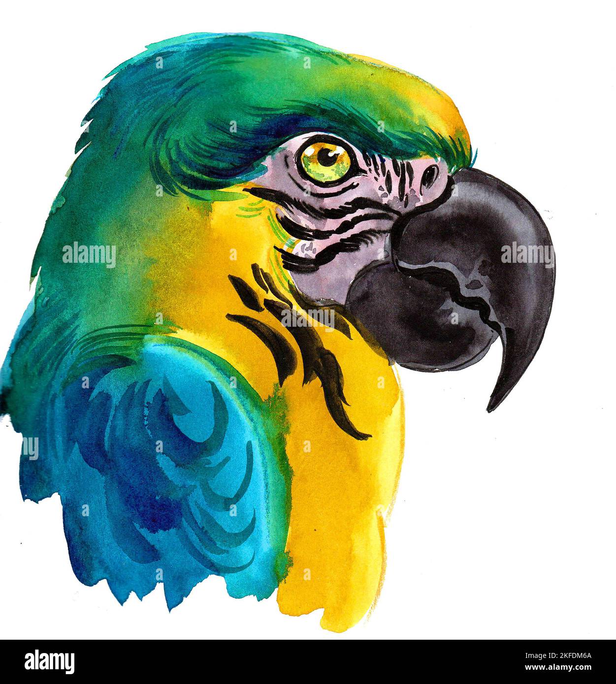 Yellow green parrot. Ink and watercolor drawing Stock Photo - Alamy