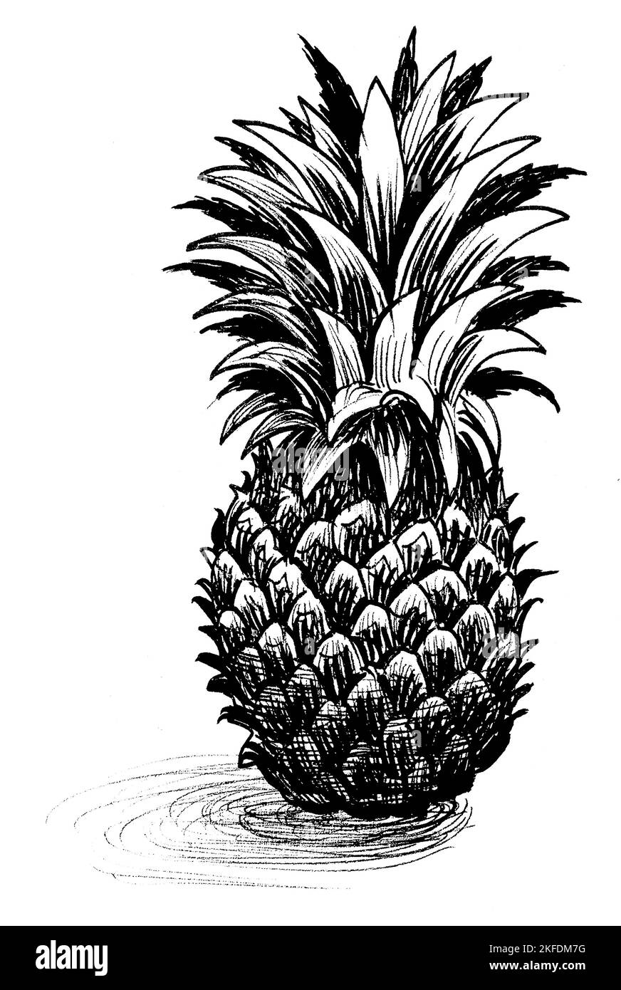 Pineapple drawing Black and White Stock Photos & Images - Alamy