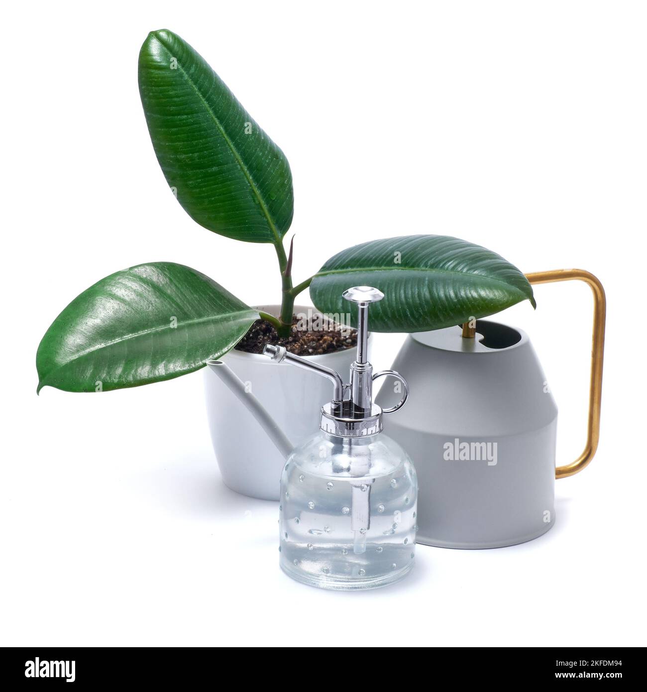 Potted Ficus elastica house plant in a pot isolated on white background ...