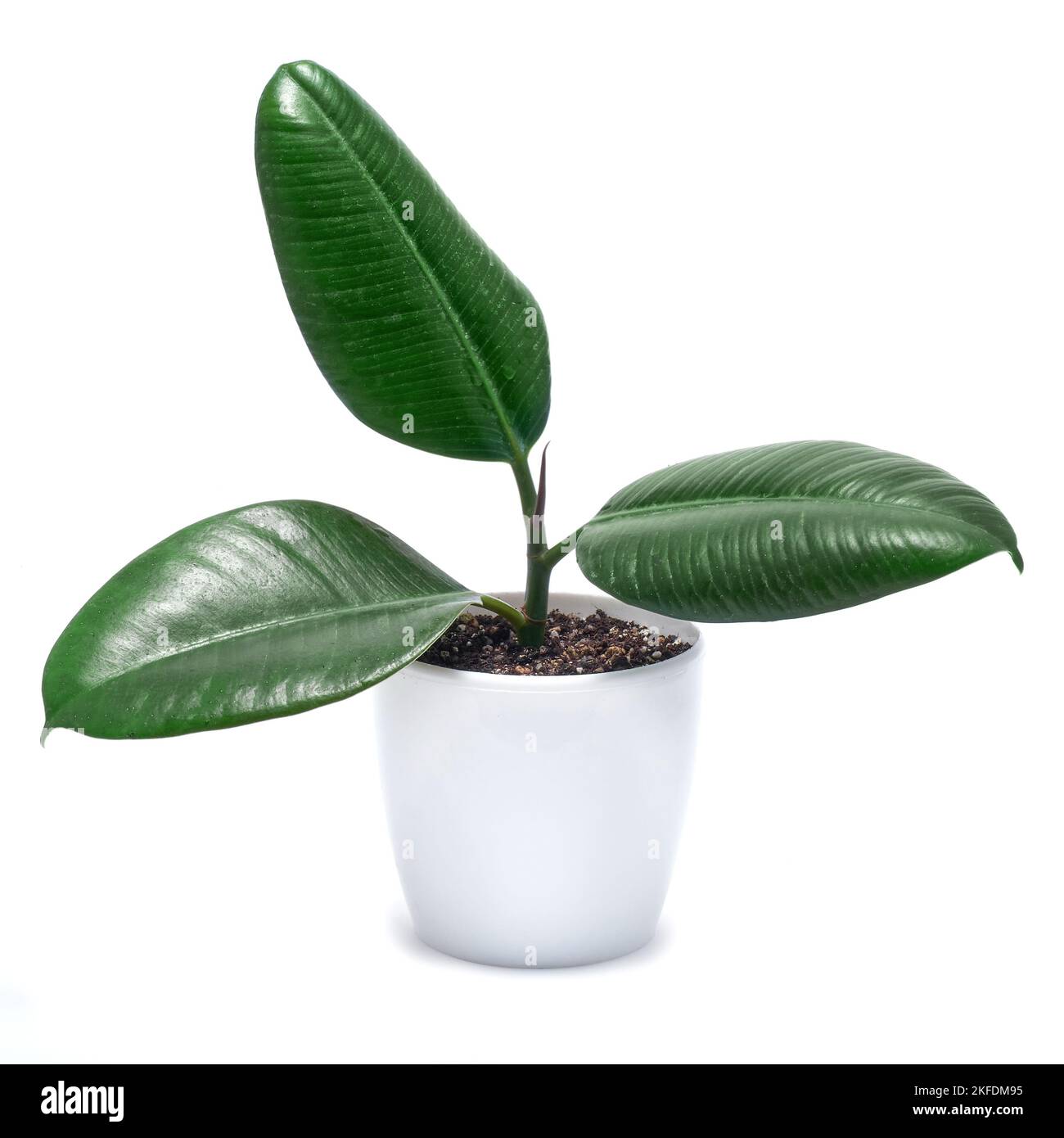 Potted Ficus elastica house plant in a pot isolated on white background ...