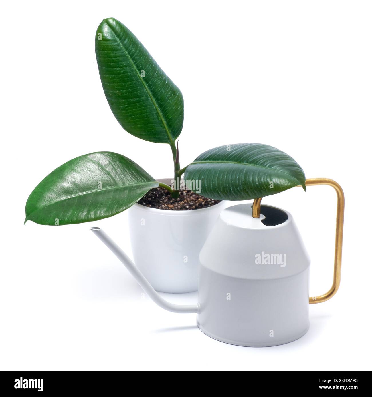 Potted Ficus elastica house plant in a pot isolated on white background ...