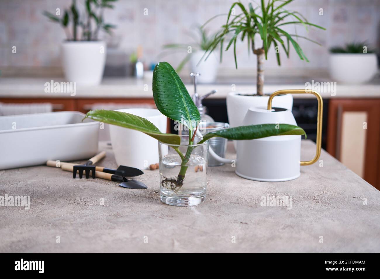 Ficus elastica Rooted cutting in a glass at home ready for planting ...