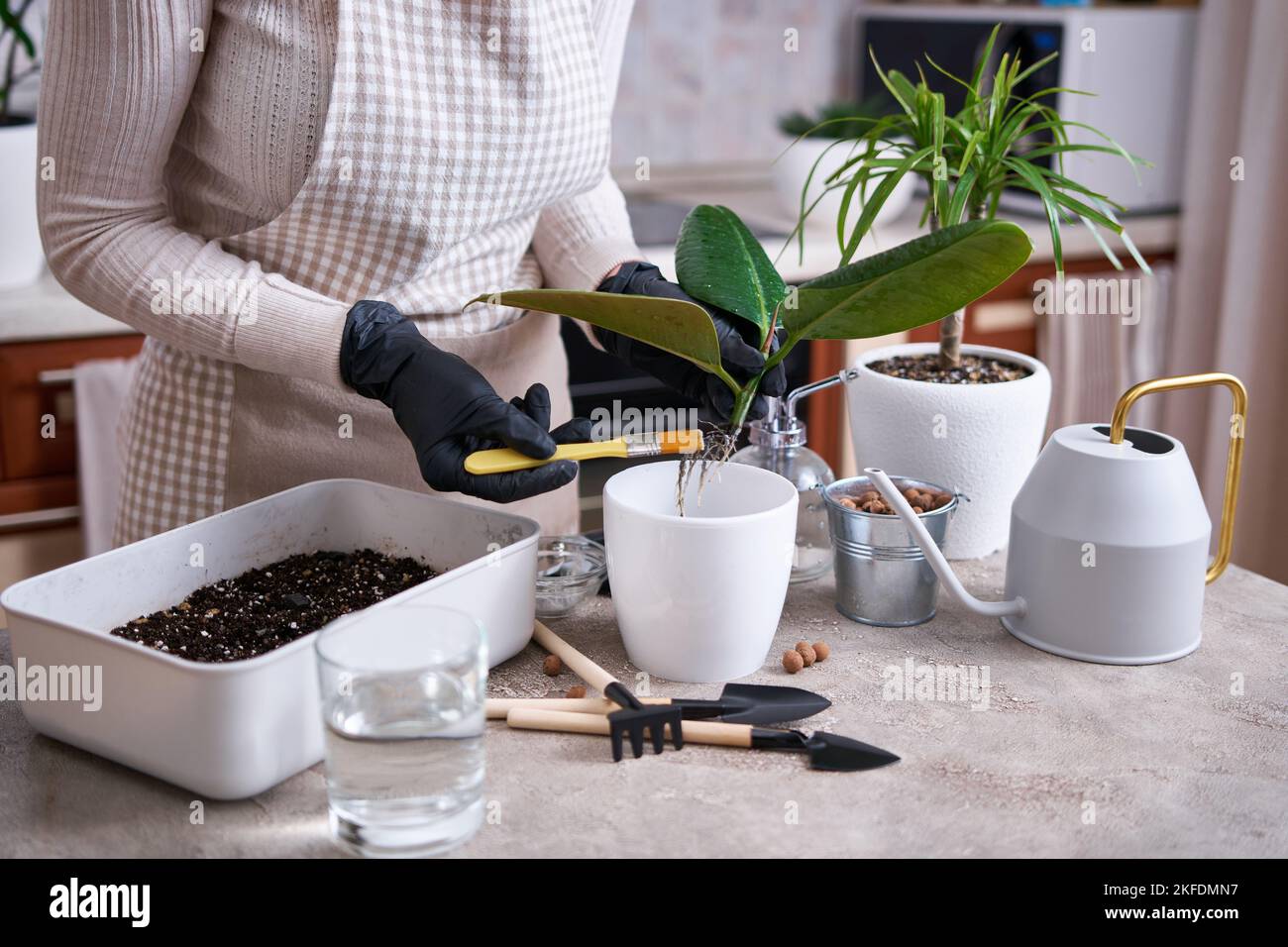 Woman planting Ficus elastica Rooted cutting at home Stock Photo - Alamy