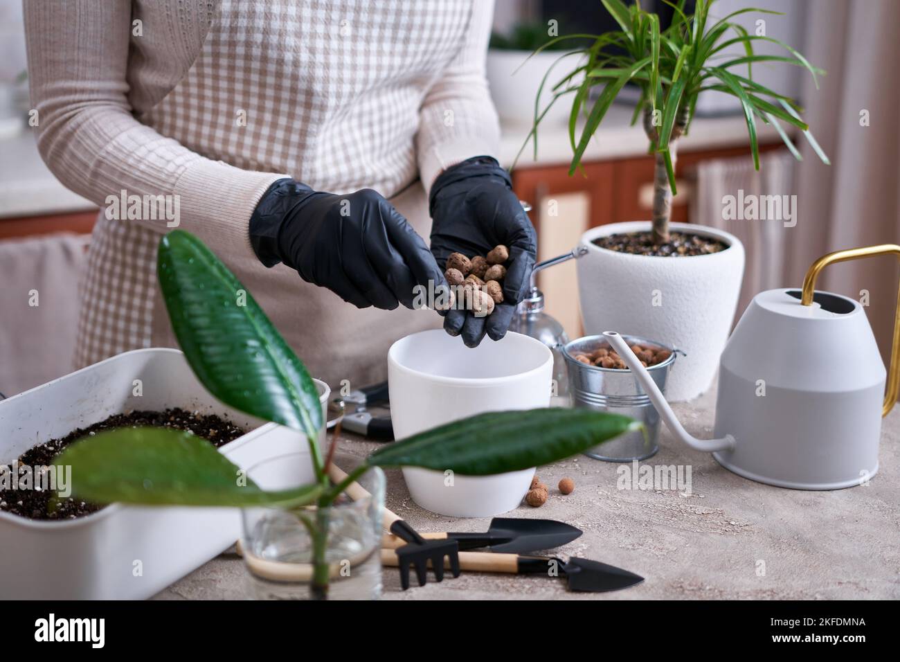 Woman planting Ficus elastica Rooted cutting at home Stock Photo - Alamy