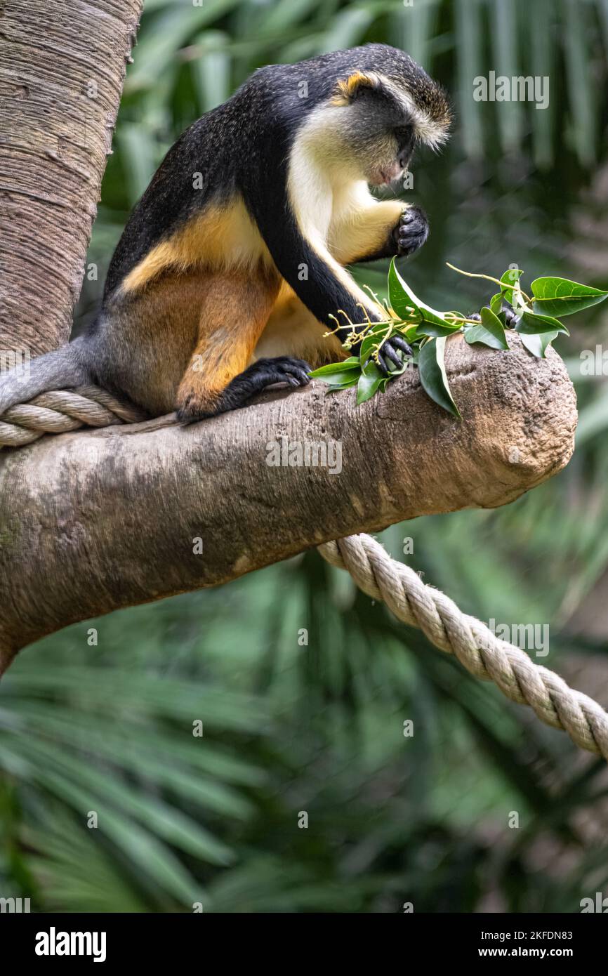 Wolf guenon tree limb hi-res stock photography and images - Alamy