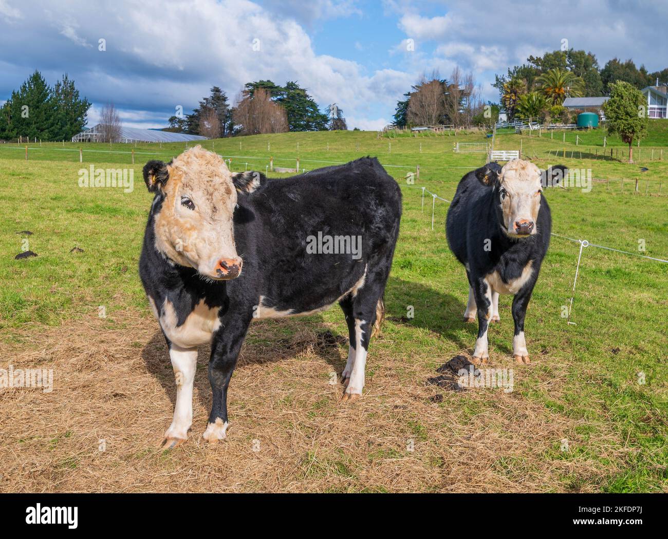 Lineback cattle hi-res stock photography and images - Alamy