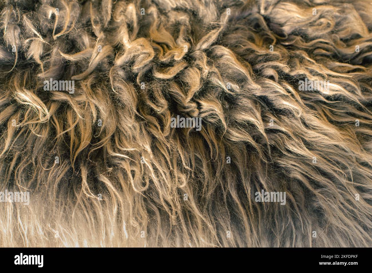 Sheep skin structure.Close up of sheep fur Stock Photo - Alamy